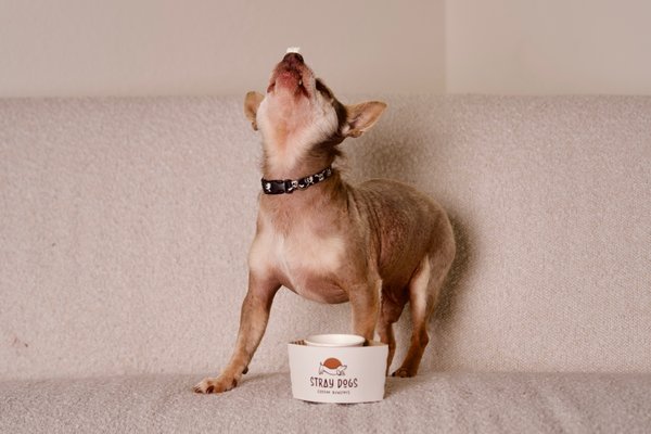 STRAY DOGS COFFEE ROASTERS - Updated October 2025 - 325 Photos & 173 ...