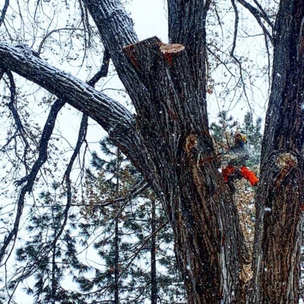 SIREN TREE - Request a Quote - 20 Photos - Richfield, UT - Yelp