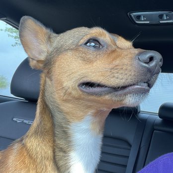 AUSTIN ANIMAL CENTER - Updated October 2025 - 177 Photos & 244 Reviews ...