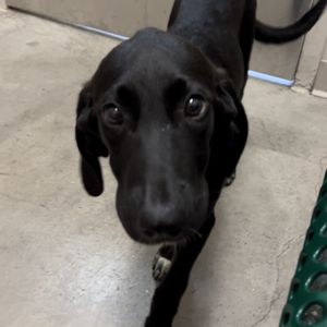 HUMANE SOCIETY OF UTAH - 47 Photos & 102 Reviews - 4242 S 300th W ...