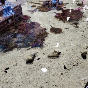 THAT FISH PLACE - THAT PET PLACE - 121 Photos & 107 Reviews - Local ...