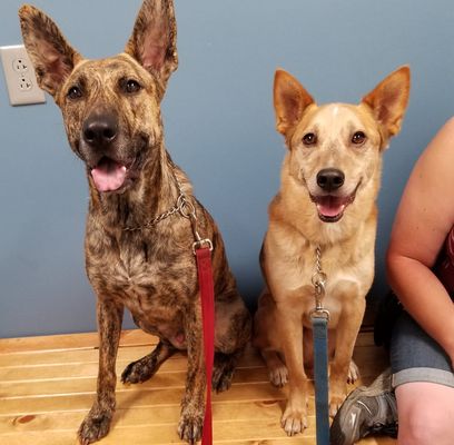 ENO ANIMAL HOSPITAL - Updated June 2024 - 75 Photos & 26 Reviews - 116 ...