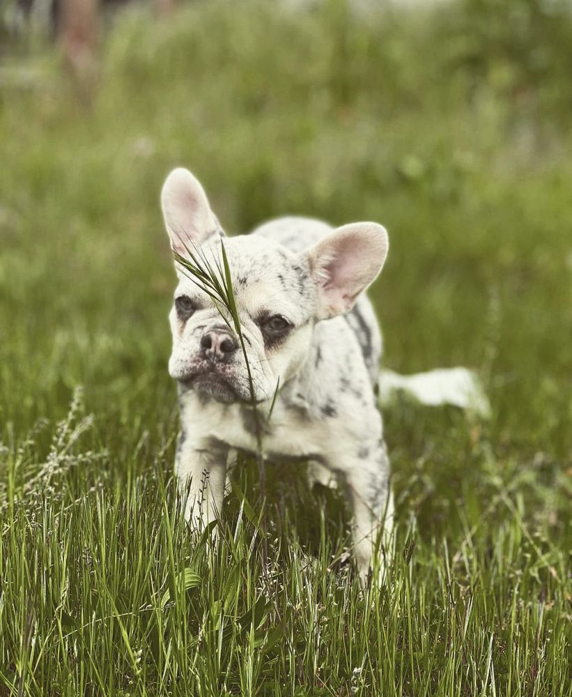 THE GRATEFUL DOG - Updated January 2025 - 12 Photos - Portland, Oregon ...