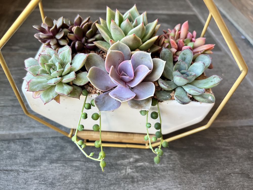 KRISTY’S SUCCULENT KREATIONS - Updated March 2025 - 13 Photos - 14391 ...