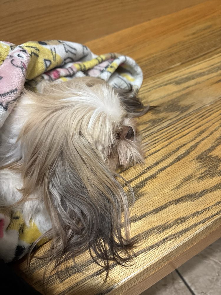 LYNN ANIMAL HOSPITAL - Updated May 2026 - 11 Photos & 84 Reviews - 6215 ...