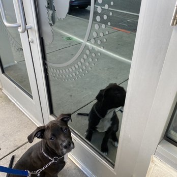 THE MODERN PAWS - Updated September 2025 - 112 Photos & 52 Reviews ...