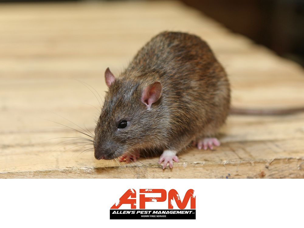 ALLEN’S PEST MANAGEMENT - Updated October 2025 - 11 Photos - Trenton ...