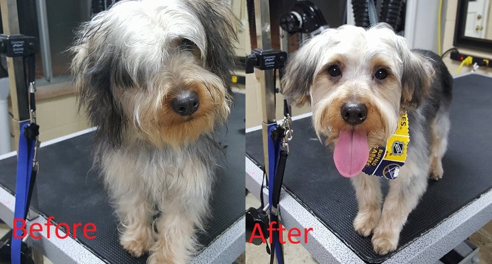 MUTT CUTS - Updated November 2025 - 25 Photos - 11663 Williston Rd ...