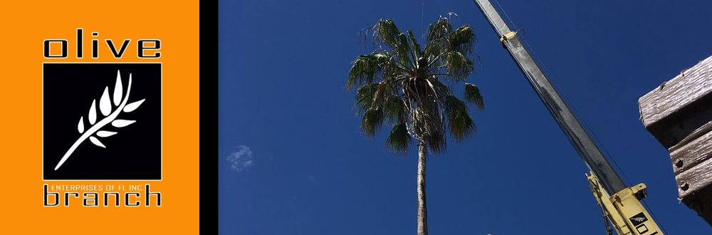 OLIVE BRANCH TREE CARE - Updated August 2025 - 13 Photos - Bradenton ...