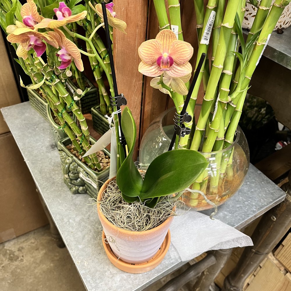 Austin Flower Market 38Th - Home Alqu