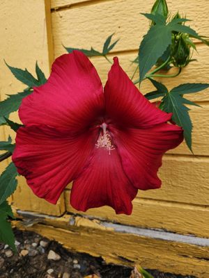 MI RANCHO BRAVO - Updated October 2025 - 16 Photos & 14 Reviews - 1313 ...