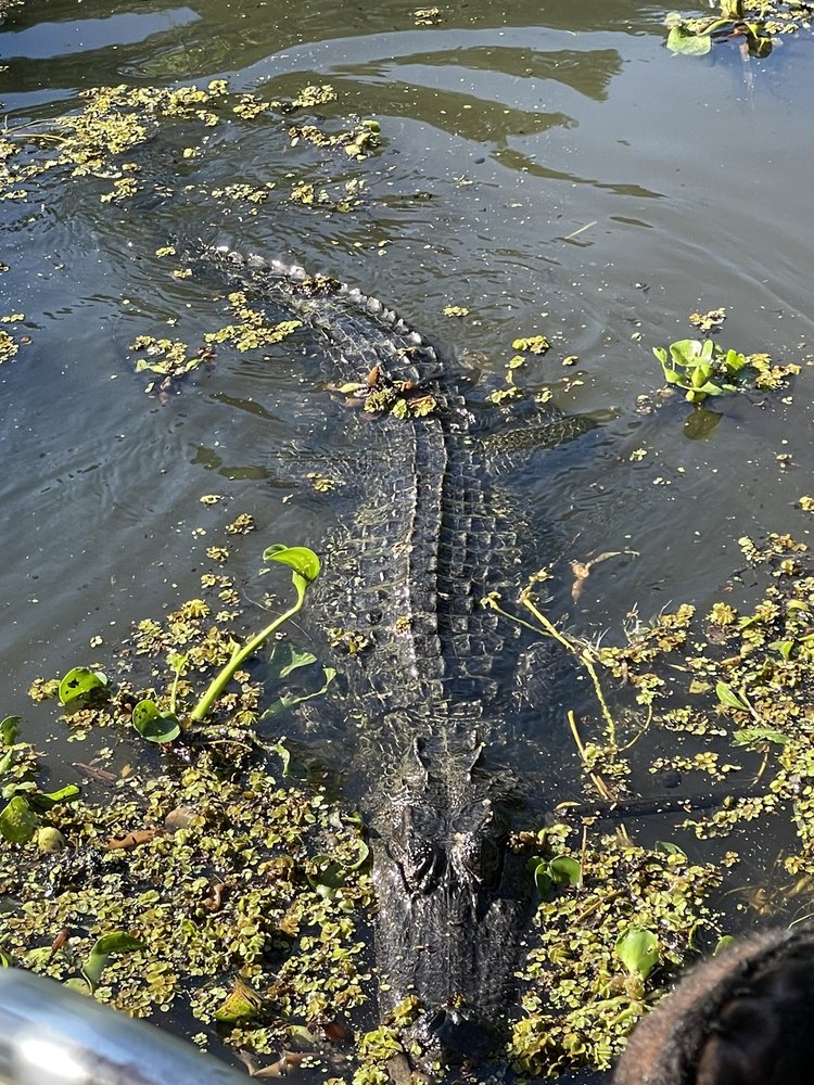 ATCHAFALAYA BASIN LANDING AIRBOAT SWAMP TOURS - 111 Photos & 47 Reviews ...