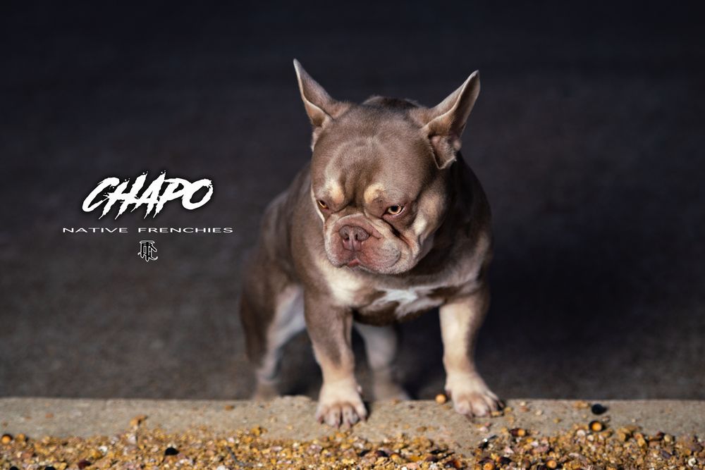 NATIVE FRENCHIES - Updated July 2024 - Request Information - Wichita ...