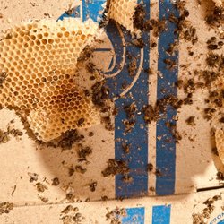 PACIFIC COAST TERMITE - 28 Photos & 215 Reviews - 1211 N Batavia St ...