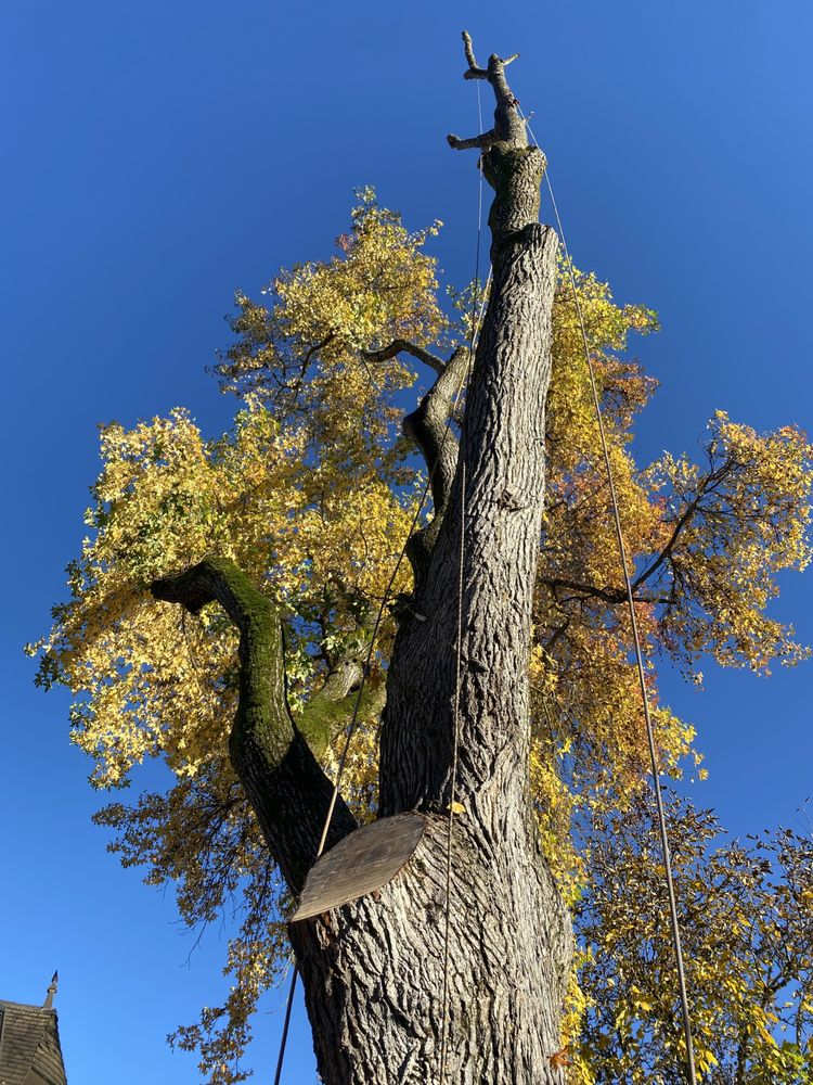 GREEN LEAF TREE SERVICE - Updated October 2025 - Hillsboro, Oregon ...