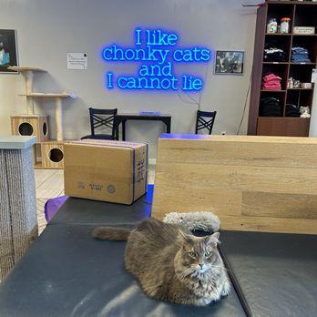 KITTY CAT CAFE - Updated August 2025 - 20 Photos & 12 Reviews - 108 ...