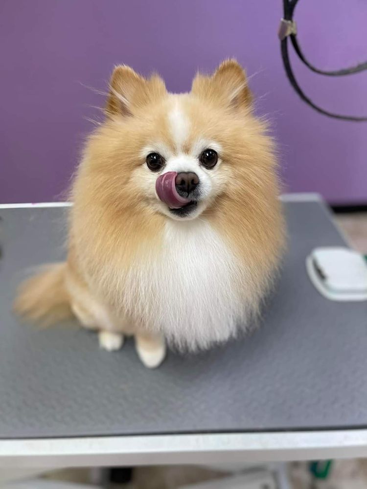 PRETTY PAWS GROOMING - Updated May 2025 - 14 Photos - 10301 N Rodney ...