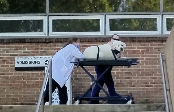UNIVERSITY OF TENNESSEE COLLEGE OF VETERINARY MEDICINE - Updated July ...