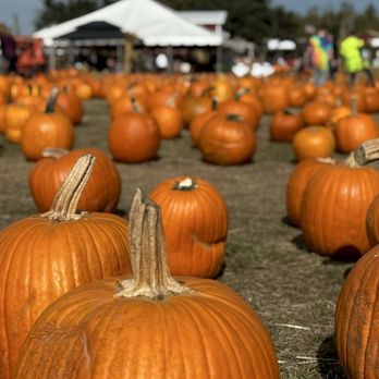 YESTERYEAR FARMS - Updated November 2025 - 206 Photos & 139 Reviews ...