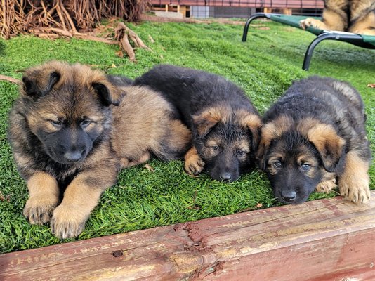 GERMAN SHEPHERDS FROM LAND OF HURRICANES - Updated October 2025 - 15 ...