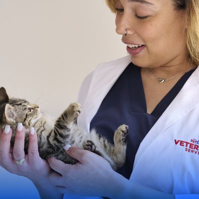 PETSMART VETERINARY SERVICES - Updated January 2026 - 45 Photos - 6005 ...