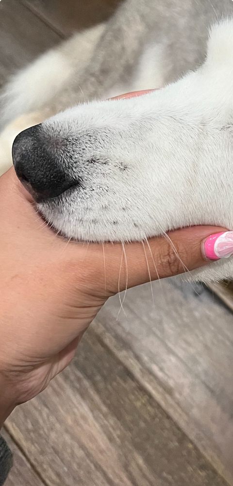 PRETTY PUPS PET CARE - Updated October 2025 - 18 Photos & 20 Reviews ...