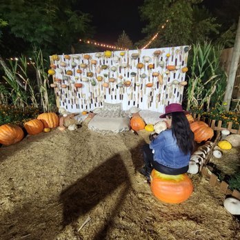 LIVE OAK CANYON PUMPKIN PATCH AND CHRISTMAS TREE FARM - Updated ...