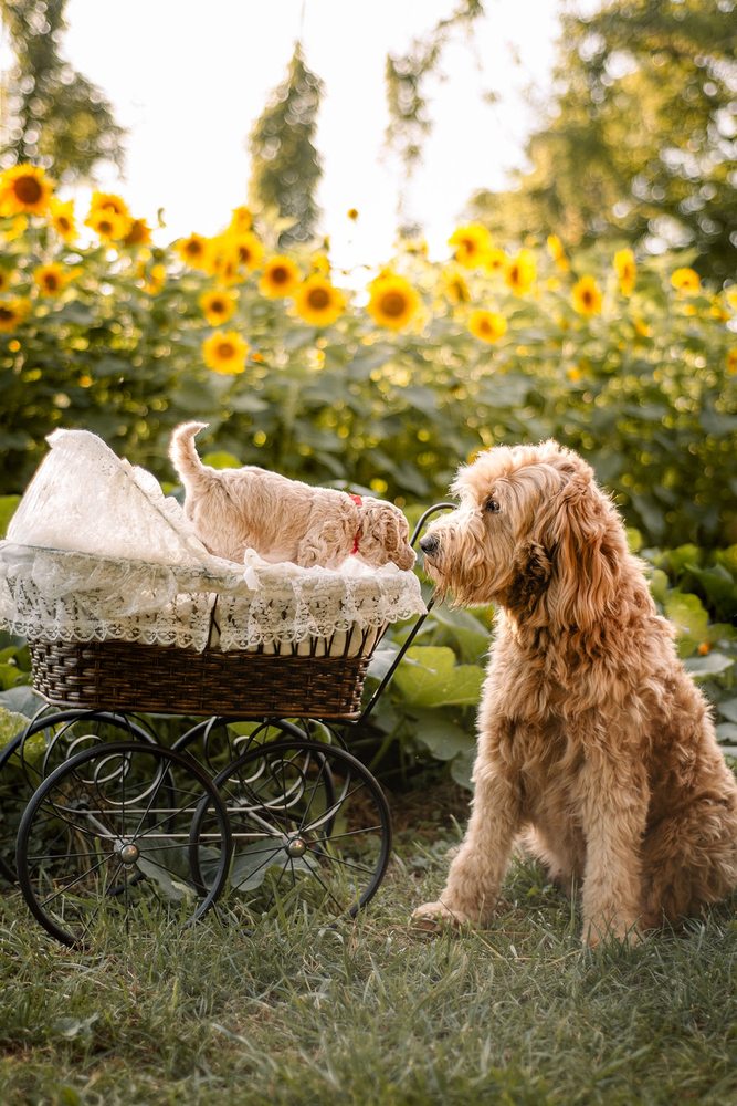 ON PAPA’S FARM - Updated April 2024 - Request Information - 16 Photos ...