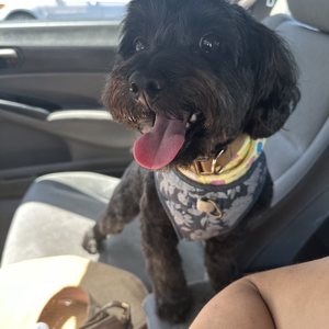 PAWS R US - 45 Photos & 20 Reviews - 7955 N Cedar Ave, Fresno ...