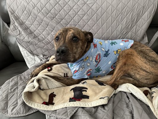 CONSTANT COMPANION - Updated January 2026 - 11 Photos & 13 Reviews ...