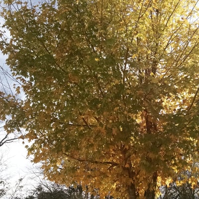 COLONIAL GOLF COURSE - Updated January 2026 - 78 Photos - 400 Colonial ...