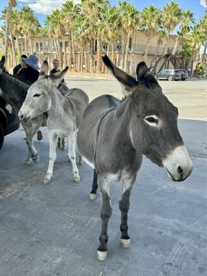 DEATH VALLEY NUT & CANDY CO EDDIE WORLD - Updated September 2025 - 199 ...