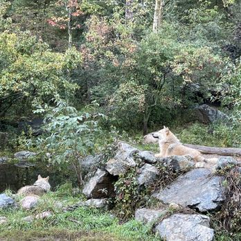 INTERNATIONAL WOLF CENTER - Updated October 2025 - 79 Photos & 33 ...