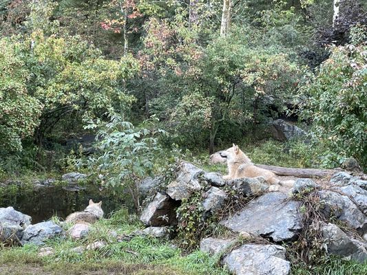INTERNATIONAL WOLF CENTER - Updated May 2025 - 77 Photos & 32 Reviews ...