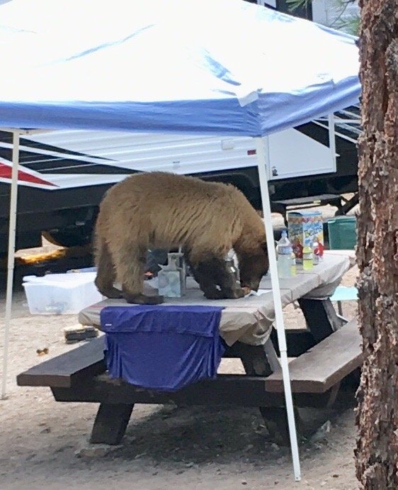 OLD SHADY REST CAMGROUND - Updated October 2025 - 18 Photos & 16 ...