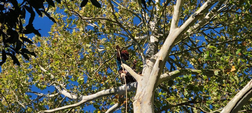 MERRITT’S TREE SERVICE - Updated October 2025 - 97 Photos - Coffee City ...