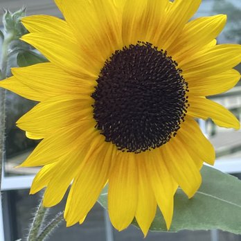 THUYA GARDEN AND LODGE - Updated July 2025 - 37 Photos & 14 Reviews ...