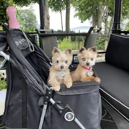 LAZY DOG RESTAURANT & BAR - Updated January 2026 - 784 Photos & 633 ...