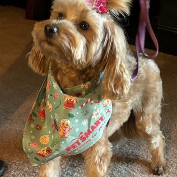 CALIFORNIA DOODLE RESCUE - Updated December 2025 - 74 Photos & 75 ...