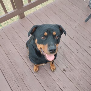 MOORE HUMANE SOCIETY - Updated July 2024 - 5355 Nc Hwy 22, Carthage ...