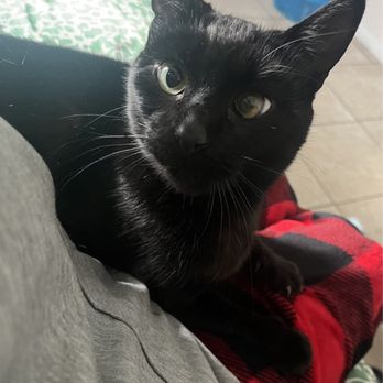 DOWNEY ANIMAL CARE CENTER - Updated July 2025 - 305 Photos & 299 ...