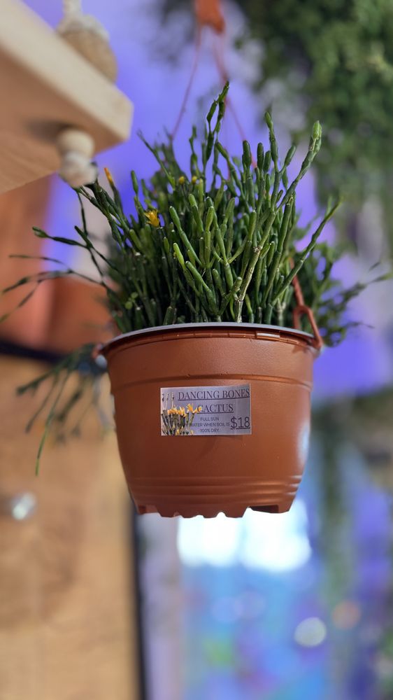 The Purple Cactus Company, Callahan | Roadtrippers