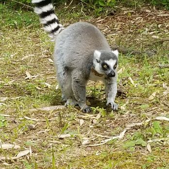 DUKE UNIVERSITY LEMUR CENTER - Updated December 2025 - 394 Photos & 85 ...