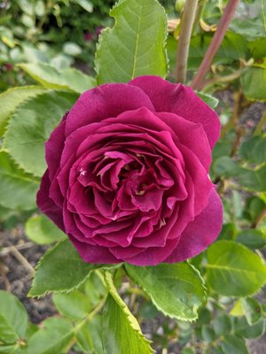 MAPLEWOOD ROSE GARDEN - Updated May 2025 - 109 Photos & 11 Reviews - 1 ...