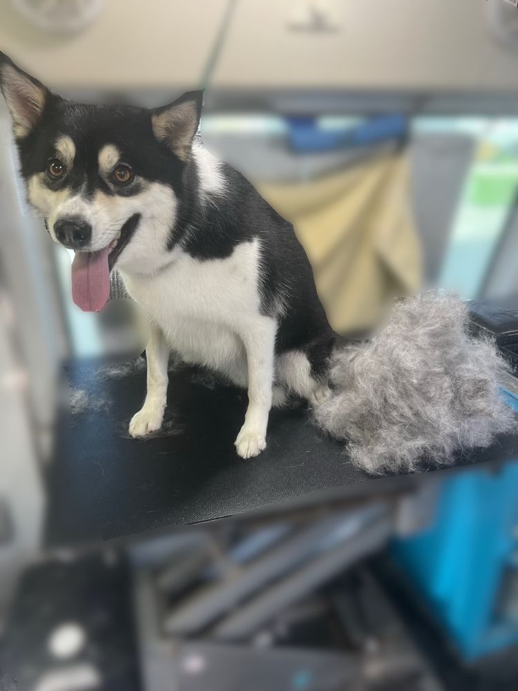 YEE PAW MOBILE GROOMIN’ - Updated October 2025 - 12 Photos - Lincoln ...