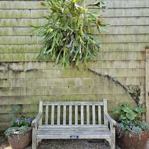 THE DEVIL’S TREE - Updated December 2025 - Mountain Rd, Basking Ridge ...