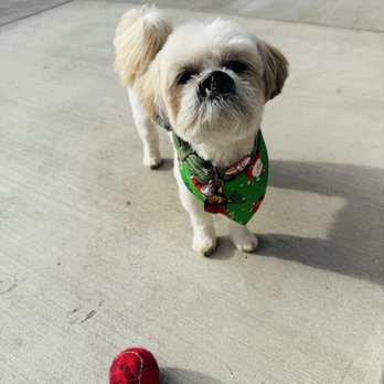 ROVER KENNELS - SANTA MONICA - Updated January 2026 - 131 Photos & 133 ...