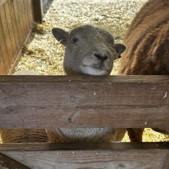 CHARMINGFARE FARM - Updated October 2025 - 40 Photos & 129 Reviews ...