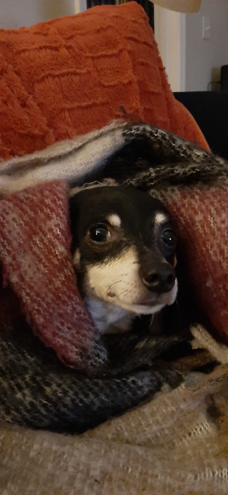 SULLY ANIMAL HOSPITAL - Updated July 2024 - 21 Photos & 45 Reviews ...