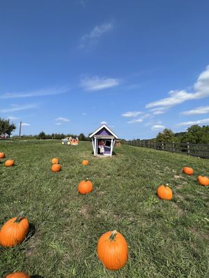 APPLE RIDGE ORCHARDS - 202 Photos & 79 Reviews - 101 Jessup Rd, Warwick ...